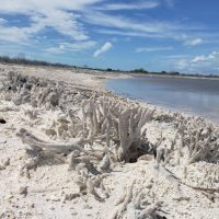 Tropical Climate & Coral Reefs Lab – Thompson lab
